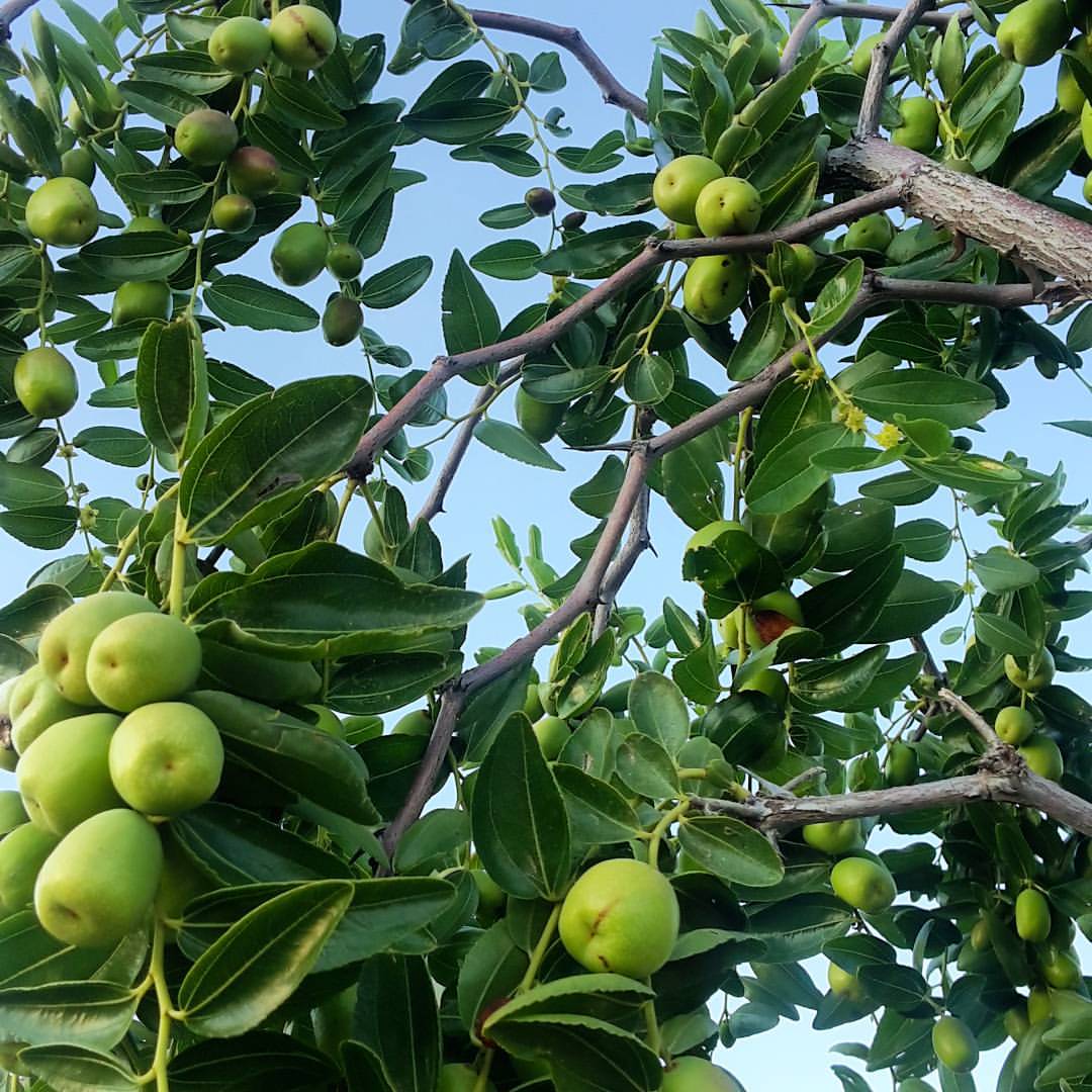 El azufaifo del Confín - Med-O-Med