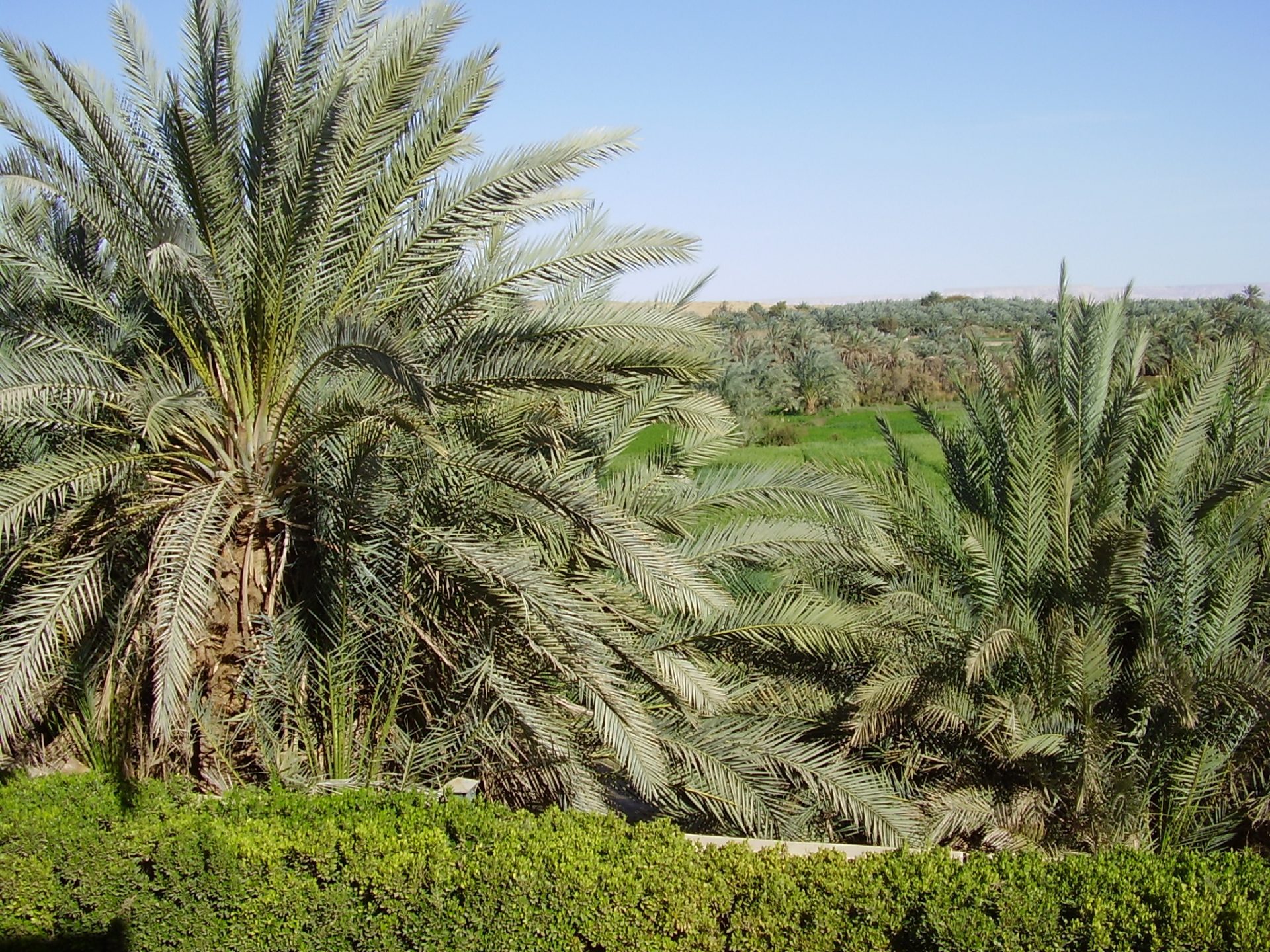 Kharga Oasis, EGYPT - Med-O-Med