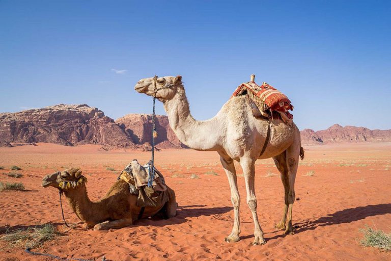 Dromedaries: the smile of the desert - Med-O-Med