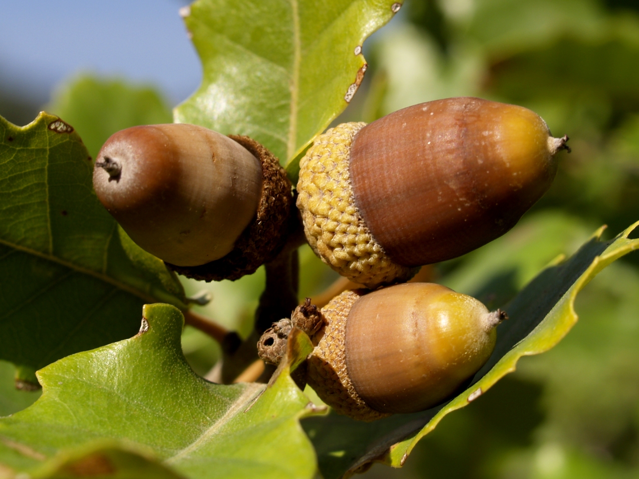 The Great Iberian Acorn is set to create life - Med-O-Med