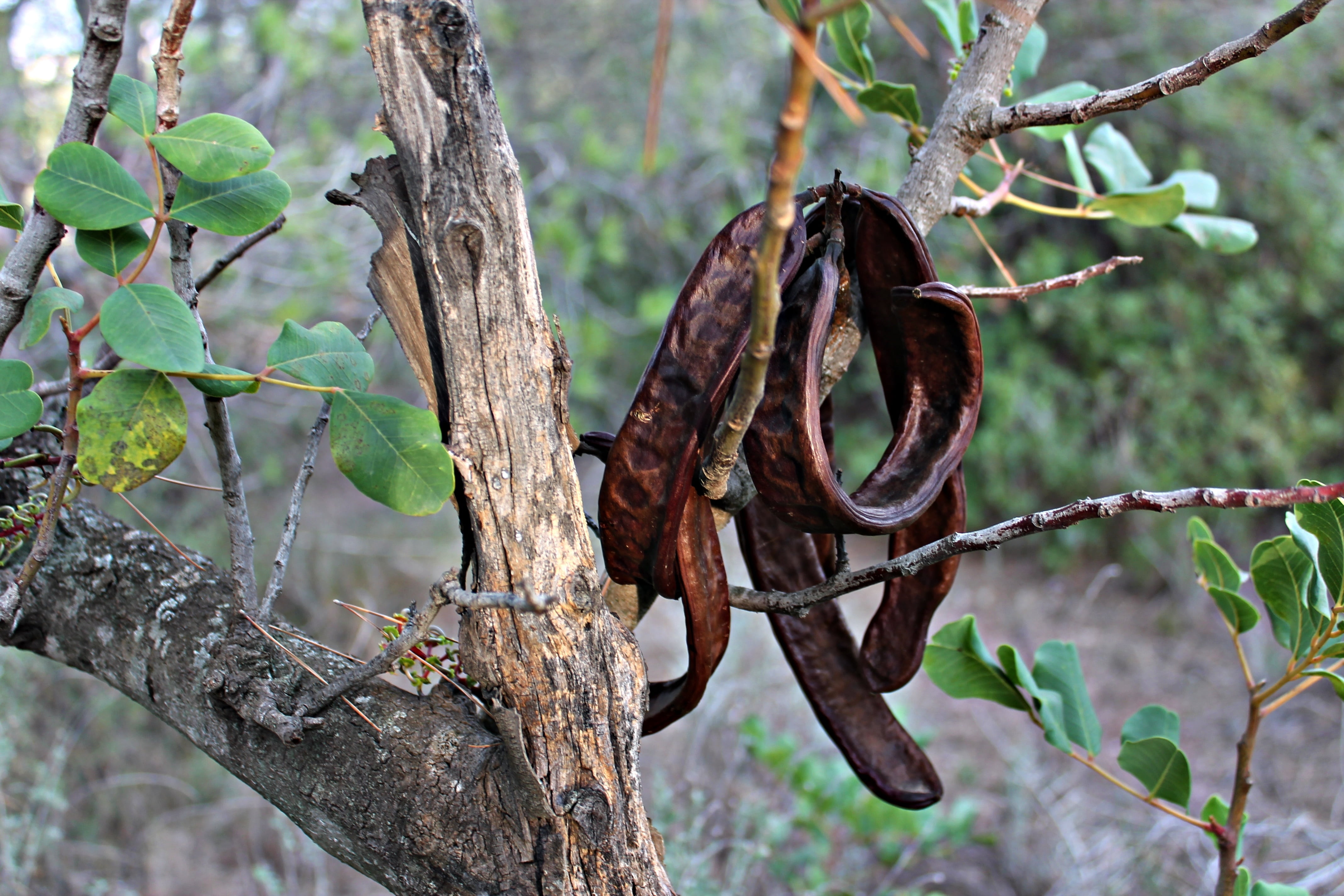 The Carob Bean Origin And Properties Med O Med