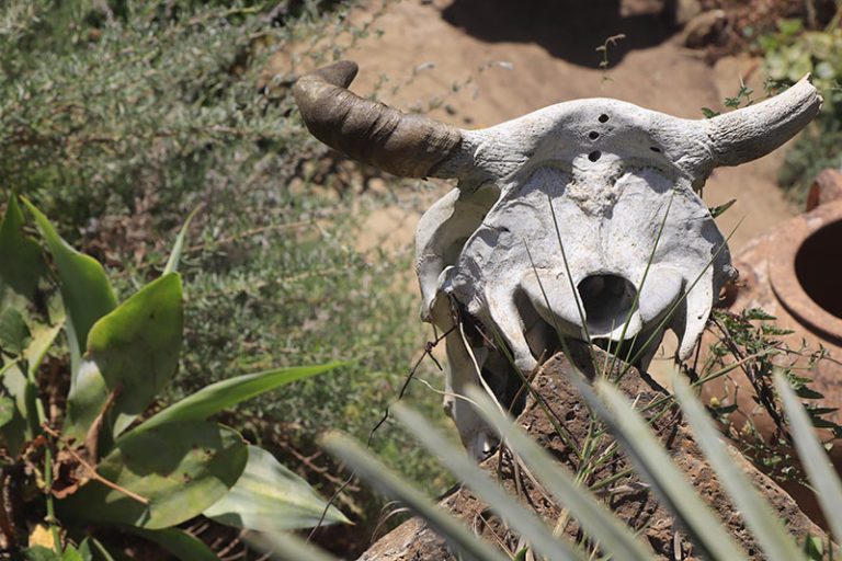 Umberto Pasti, an oneiric landscaper - Med-O-Med