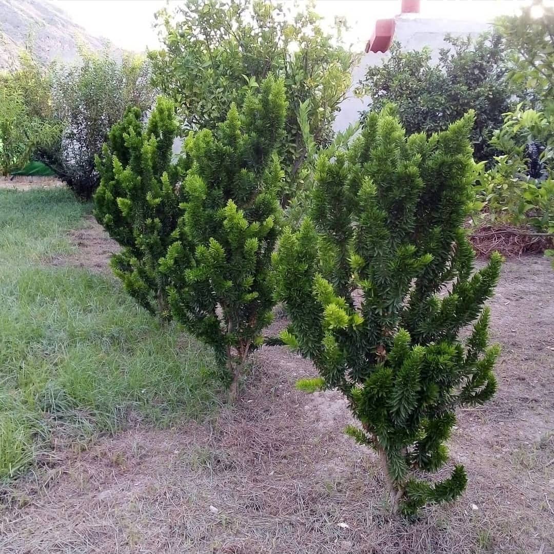 Arrayán morisco: Primer protocolo de multiplicación y puesta en cultivo ...