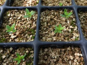 Arrayán morisco: Primer protocolo de multiplicación y puesta en cultivo ...